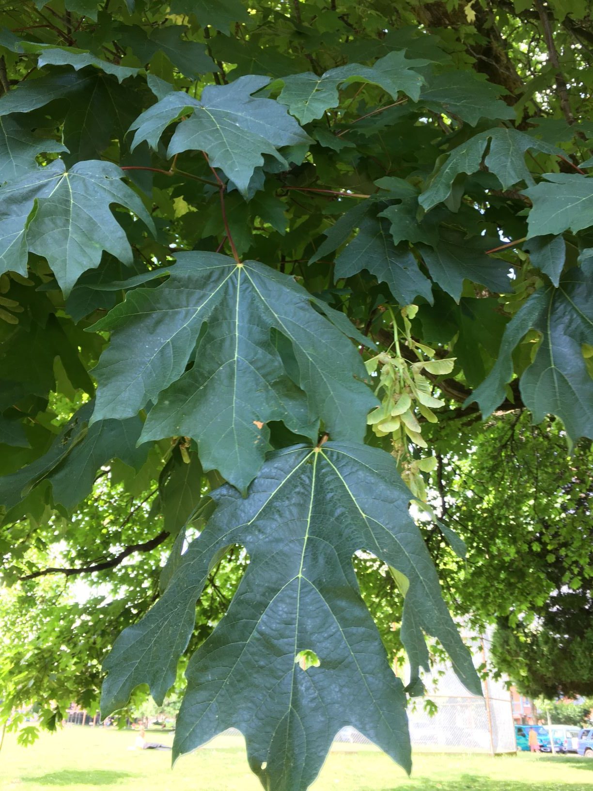 Vancouver Trees - Description of Trees Growing in Vancouver BC