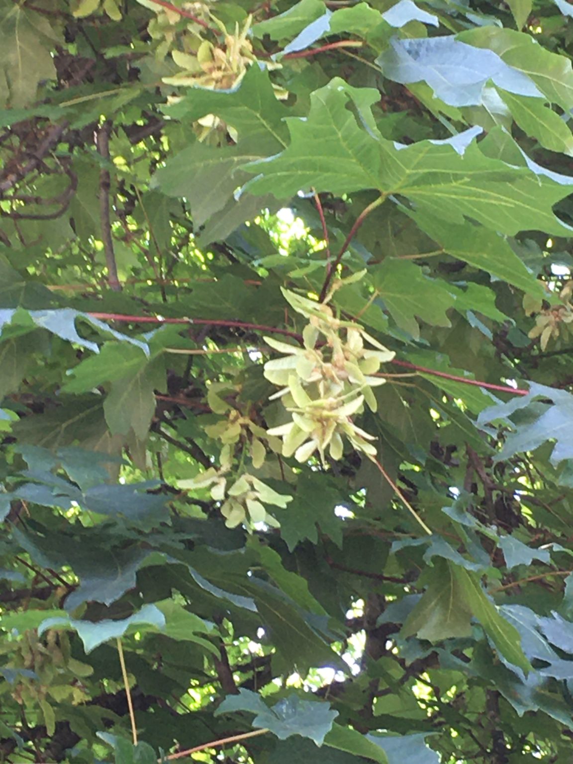 Vancouver Trees - Description of Trees Growing in Vancouver BC